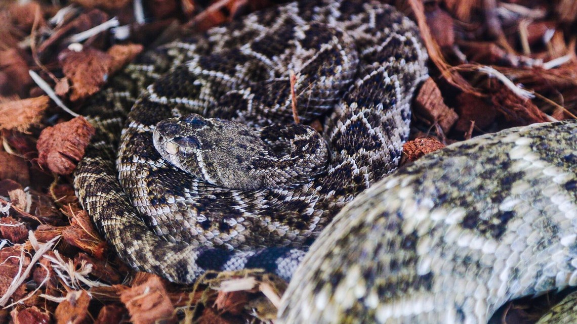 Texas snake expert gives tips as serpent sightings are expected to rise ...