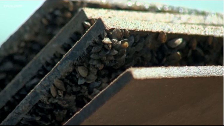 Scuba divers find zebra mussels in Austin water pipes | kvue.com