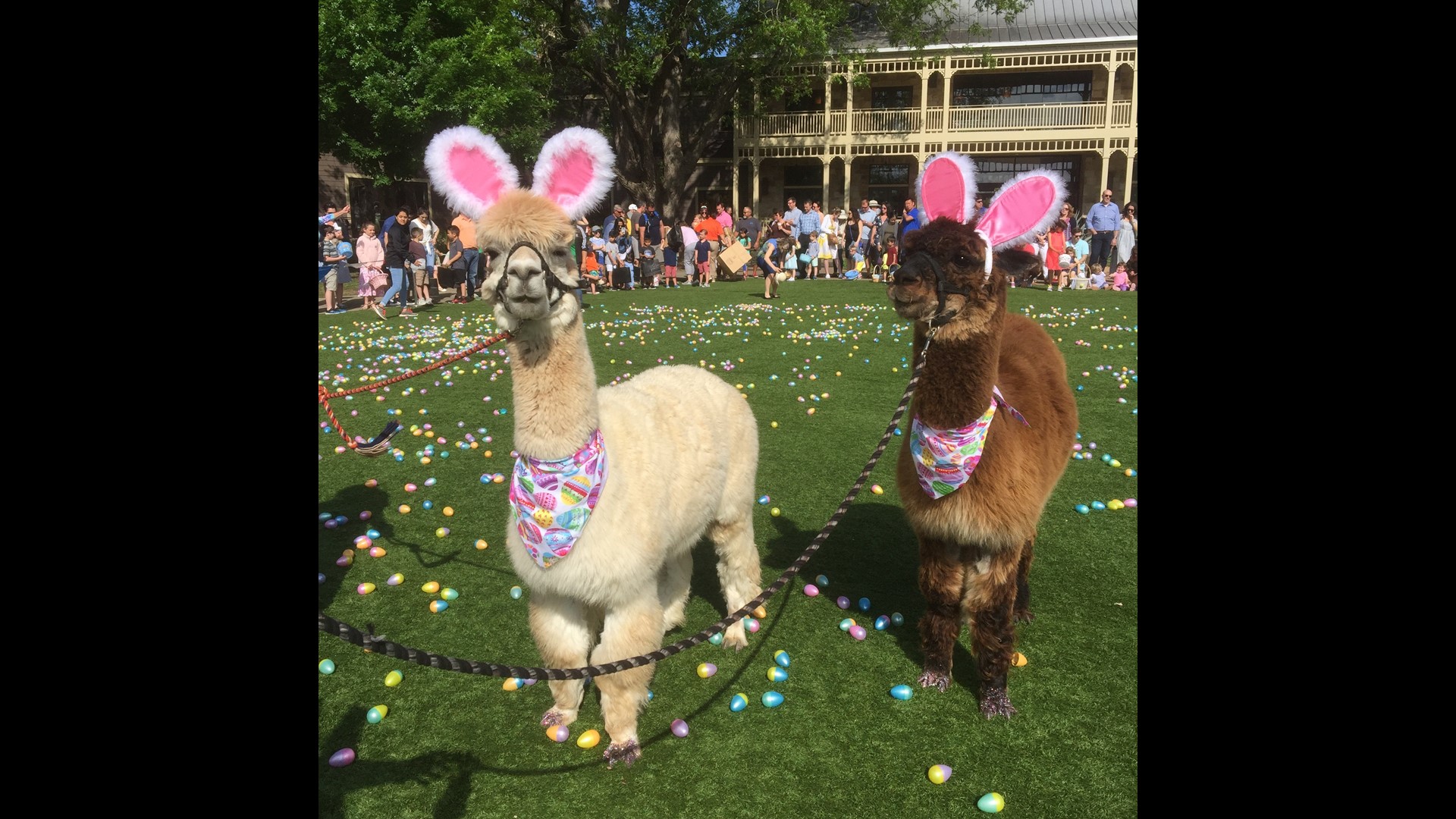 'Easter Eggstravaganza' at Hyatt Regency Lost Pines | kvue.com