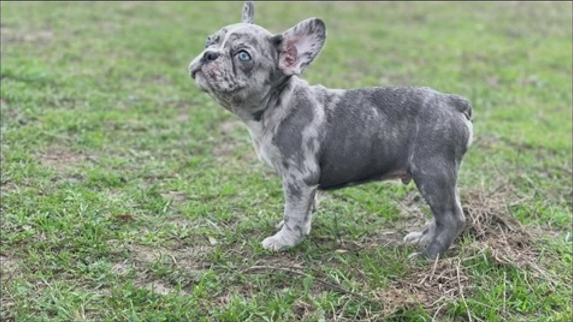 Man arrested after shooting man, stealing his French bulldog in Austin ...