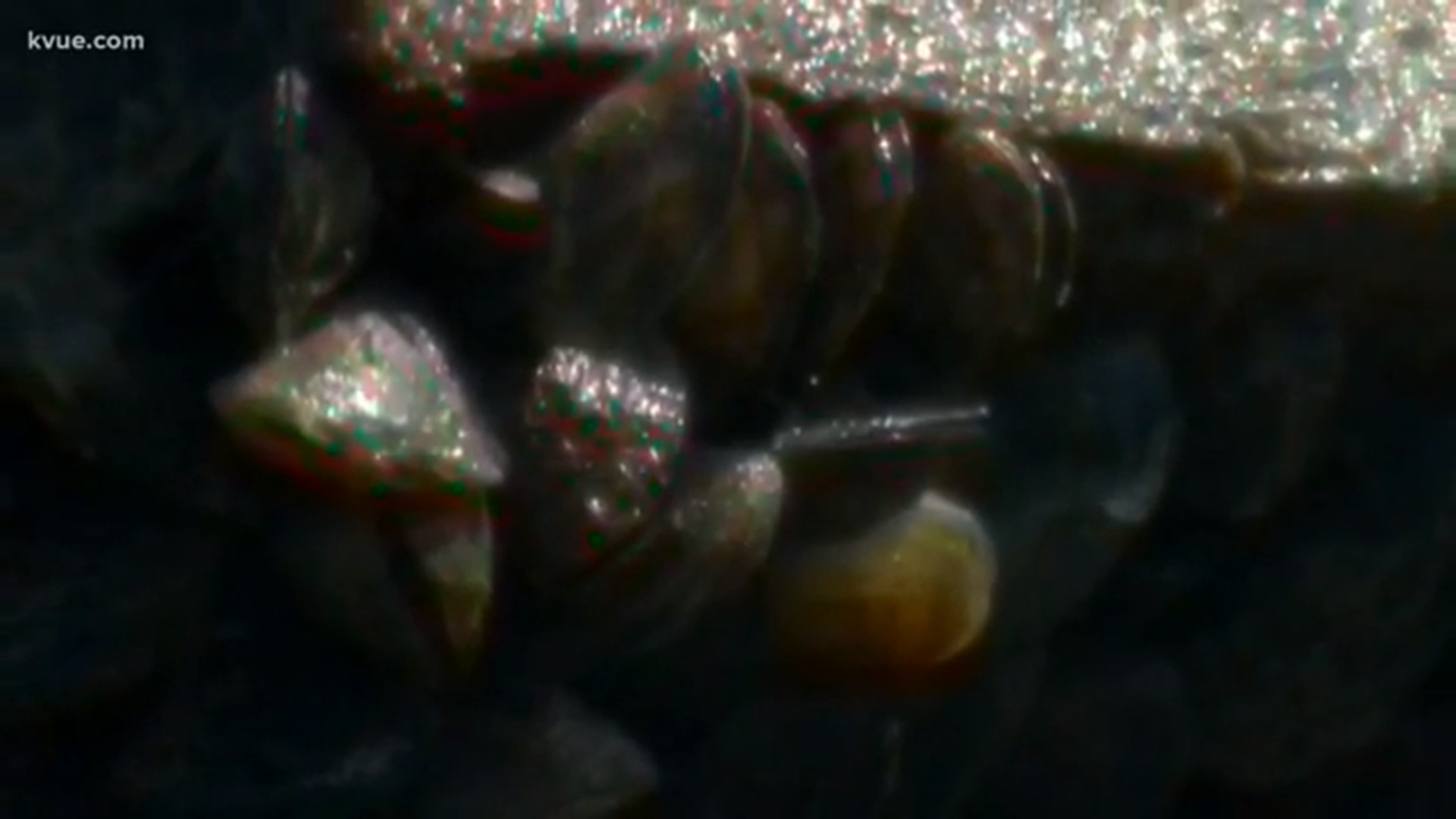 Scuba divers find zebra mussels in Austin water pipes | kvue.com