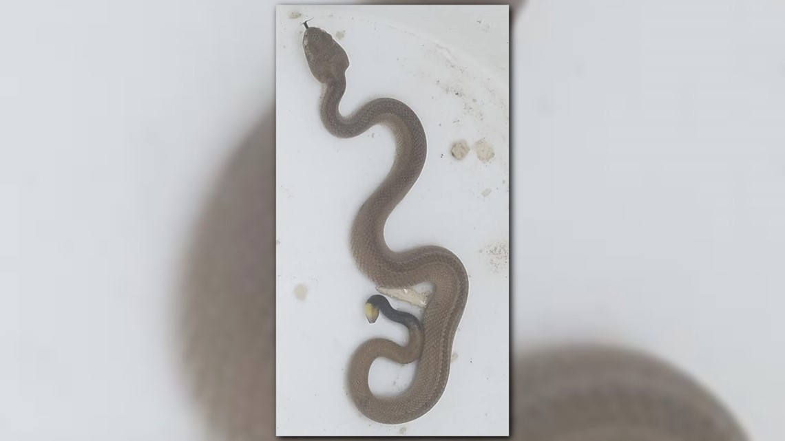 More than 60 venomous snakes reportedly found in Manor recently ...