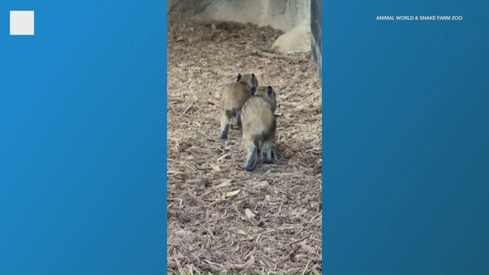You can help name 2 baby capybaras at Animal World and Snake Farm Zoo ...