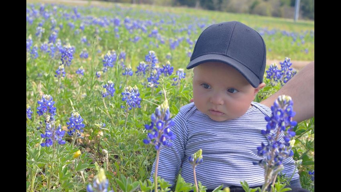 How to harvest bluebonnet seeds and when to pull up your plants | kvue.com