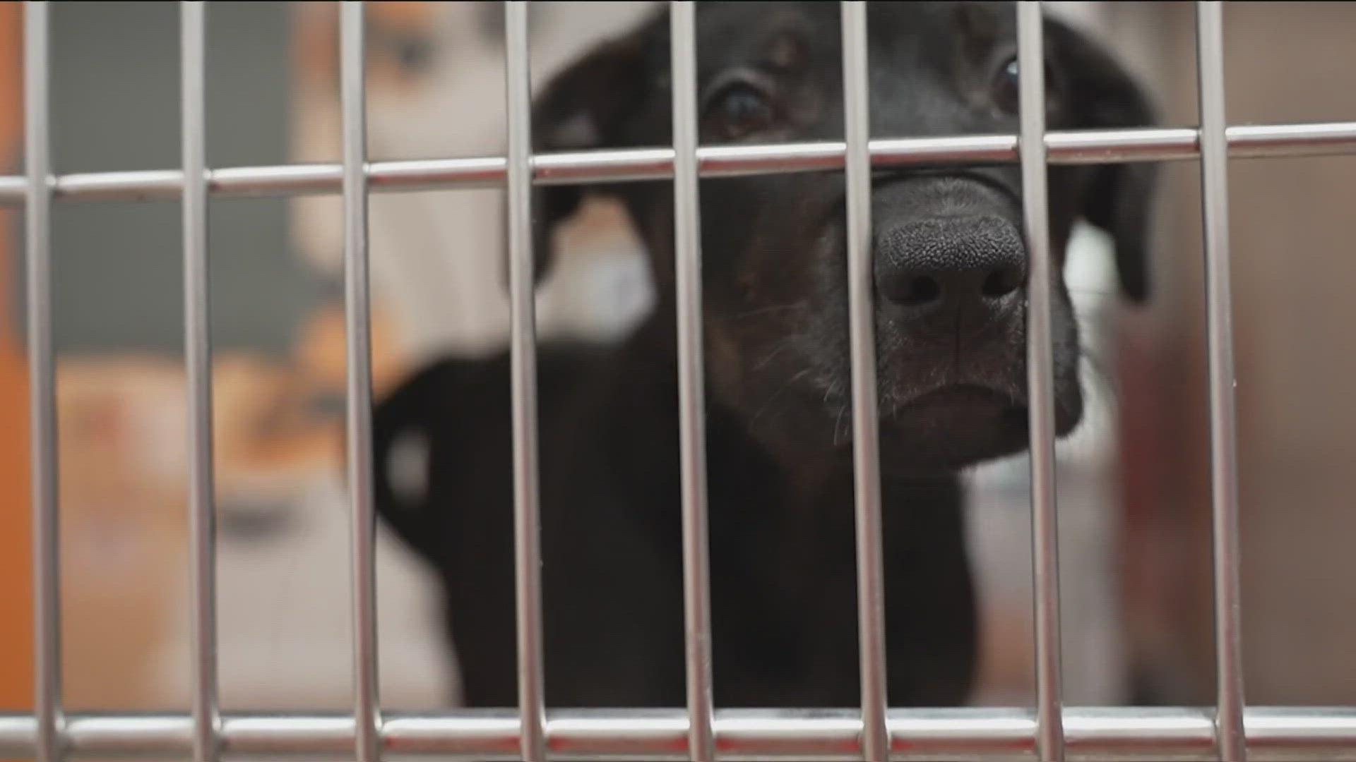 Texas House weighs bill to ban pet sales in stores | kvue.com