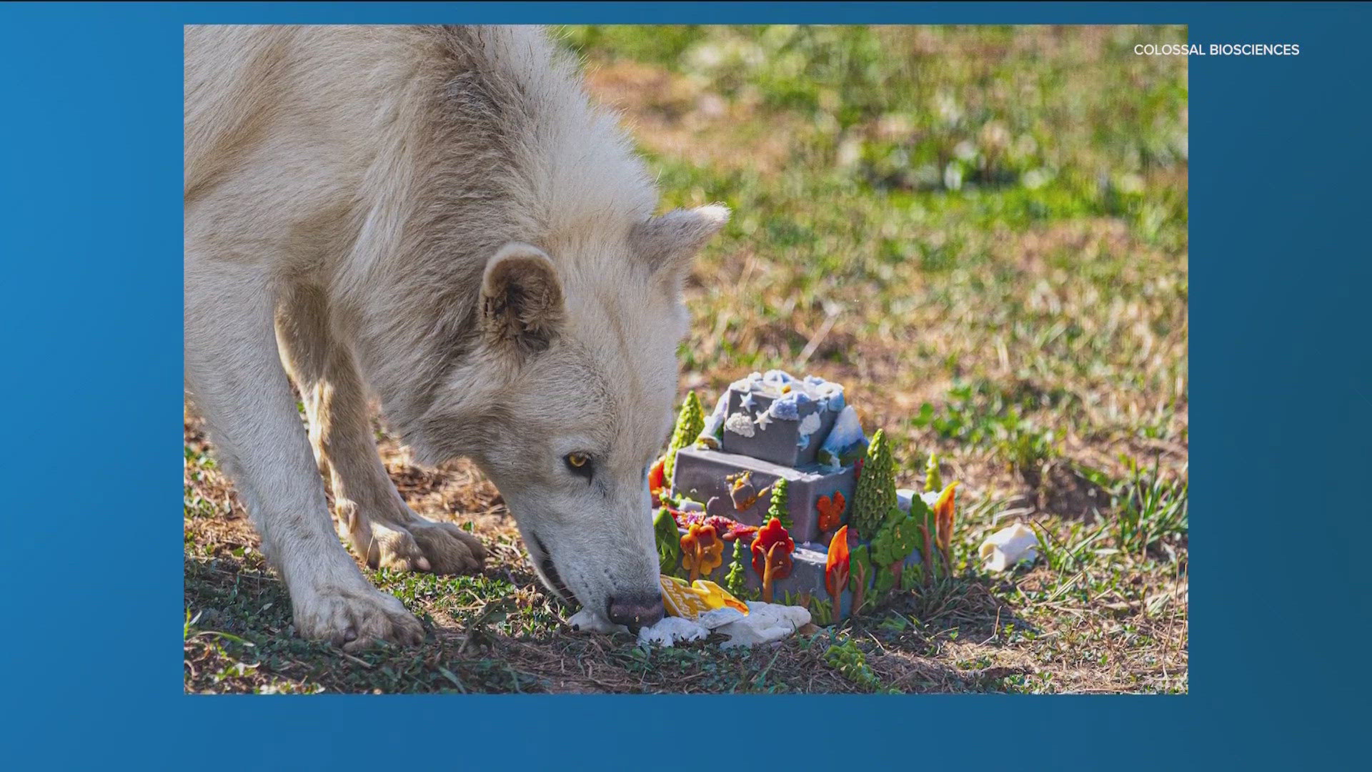 Dire wolves celebrate first birthday | kvue.com