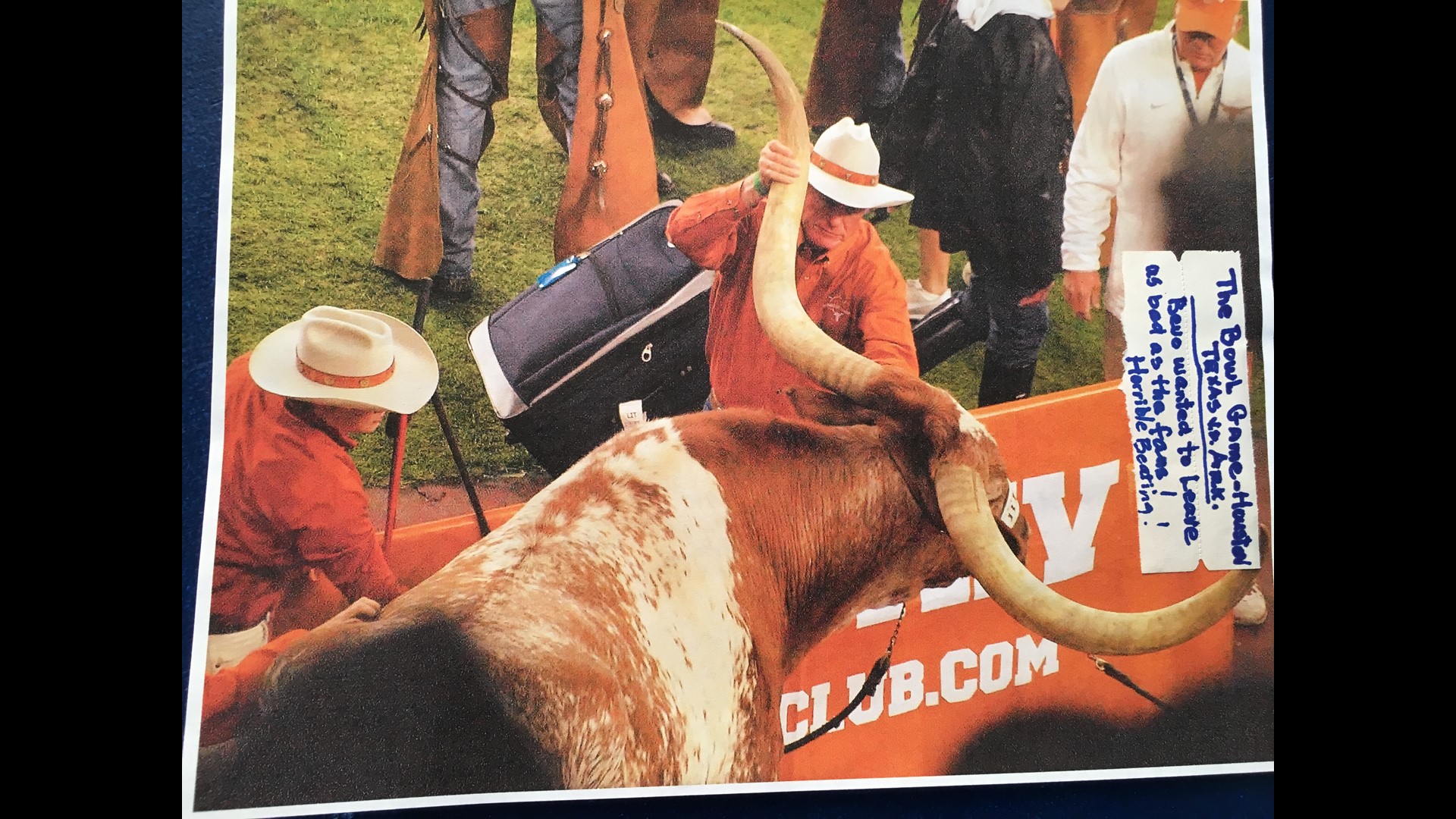 Even after his death, Longhorns mascot Bevo XIV could save lives, UT ...