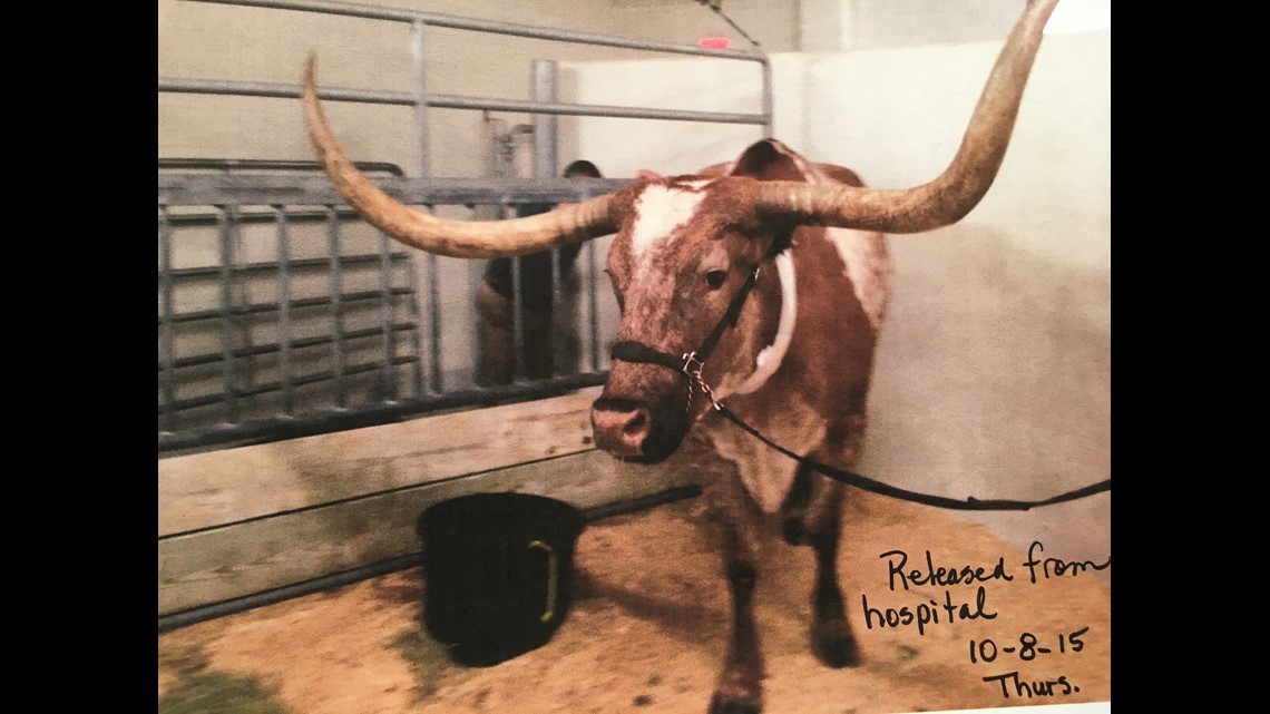 How an Austin-area family became the owners of UT mascot Bevo | kvue.com
