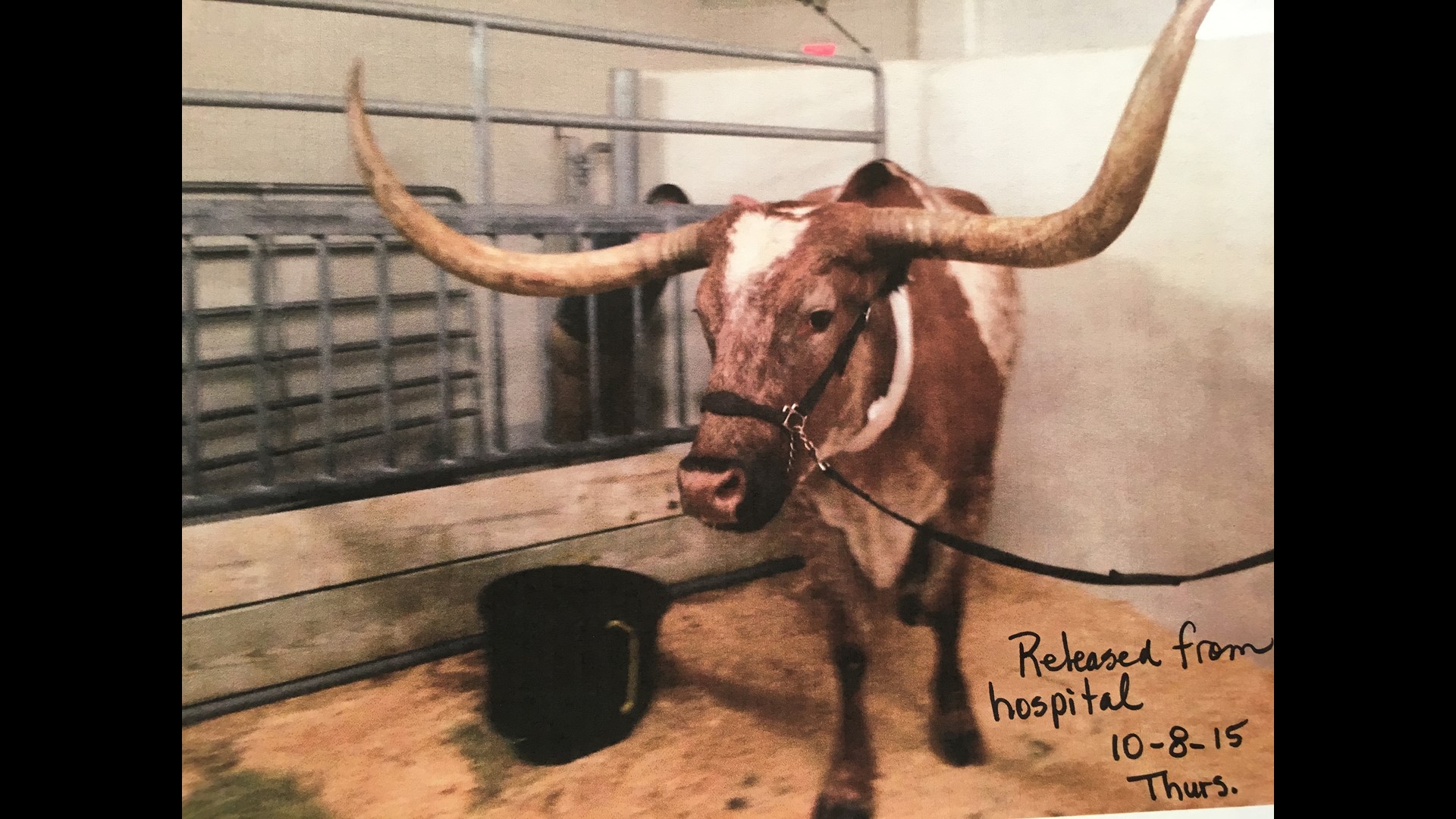 How an Austin-area family became the owners of UT mascot Bevo | kvue.com