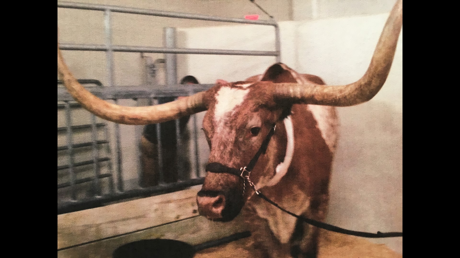 How an Austin-area family became the owners of UT mascot Bevo | kvue.com
