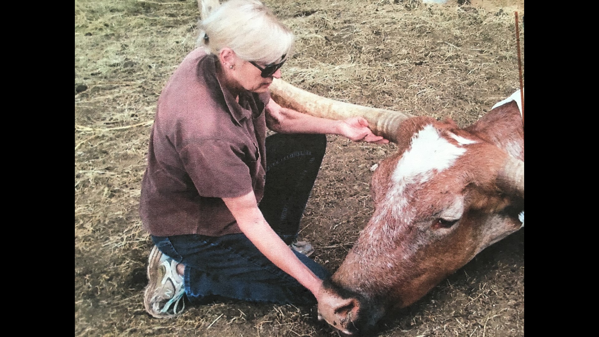 Even after his death, Longhorns mascot Bevo XIV could save lives, UT ...