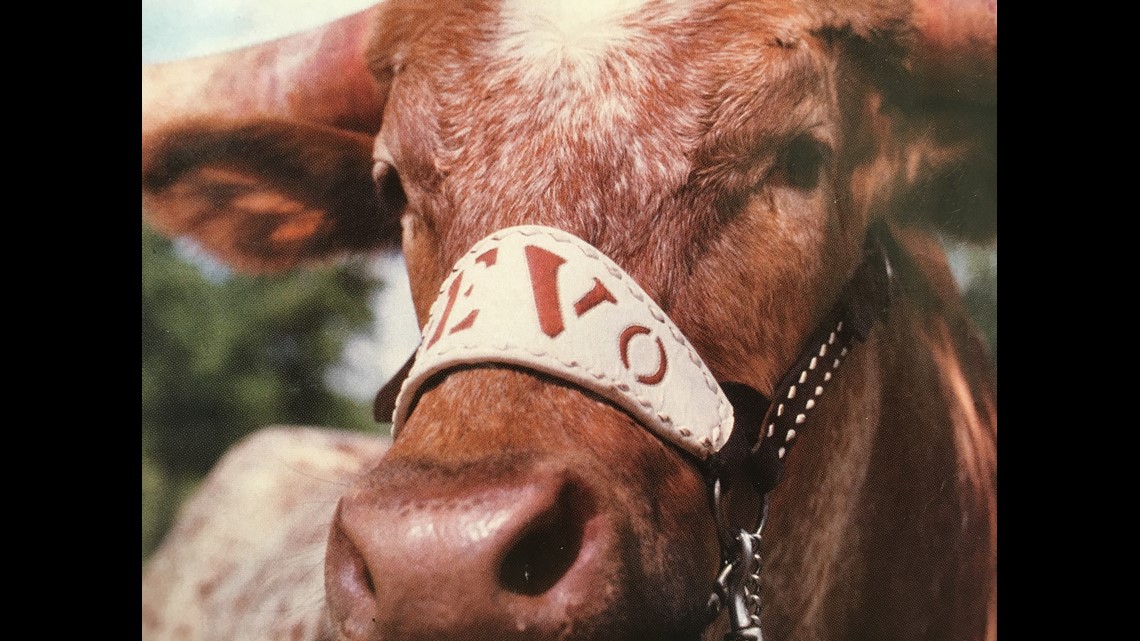 How an Austin-area family became the owners of UT mascot Bevo | kvue.com