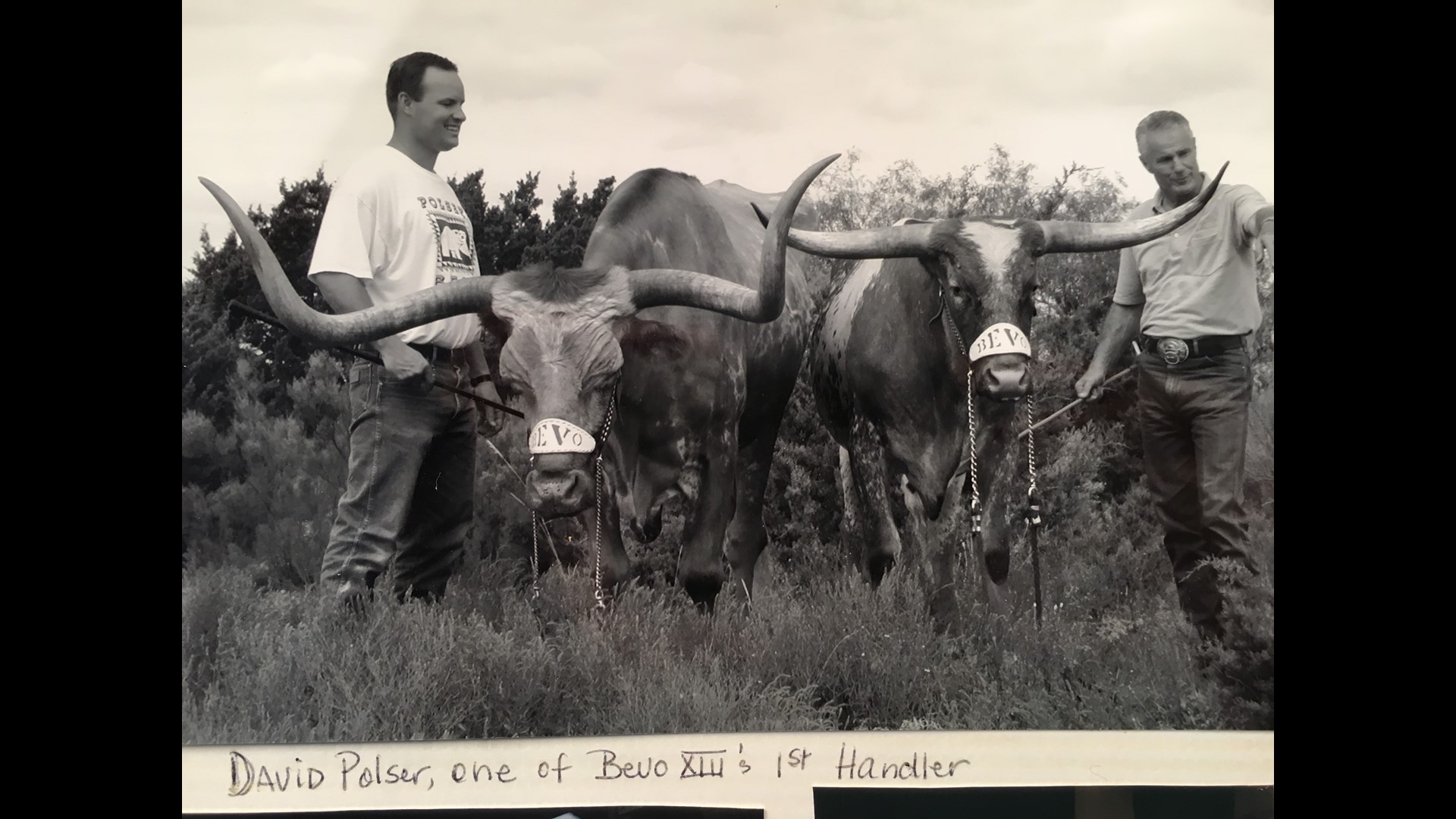 How an Austin-area family became the owners of UT mascot Bevo | kvue.com