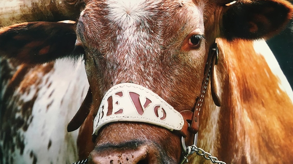 Even after his death, Longhorns mascot Bevo XIV could save lives, UT ...