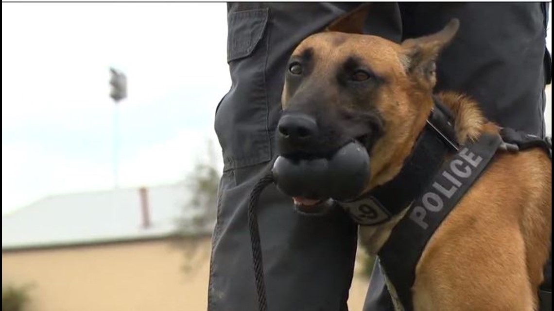 Austin police's new recruit has a nose for money and guns | kvue.com