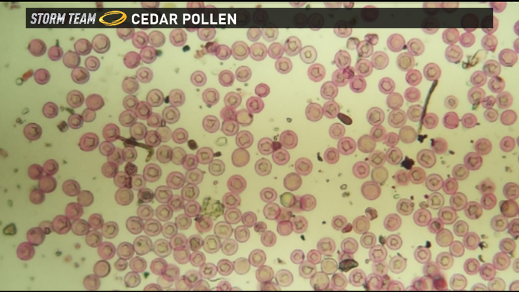 Allergy Alert: Juniper pollen returns this week | kvue.com