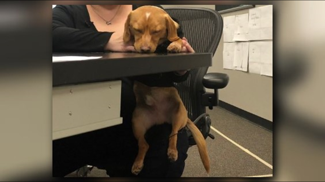 UTPD welcomes new therapy pup to the force | kvue.com