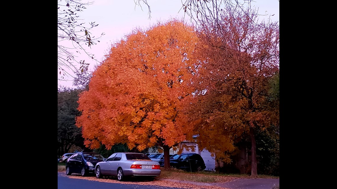 Here's why the fall foliage seems a little brighter this year in Austin ...
