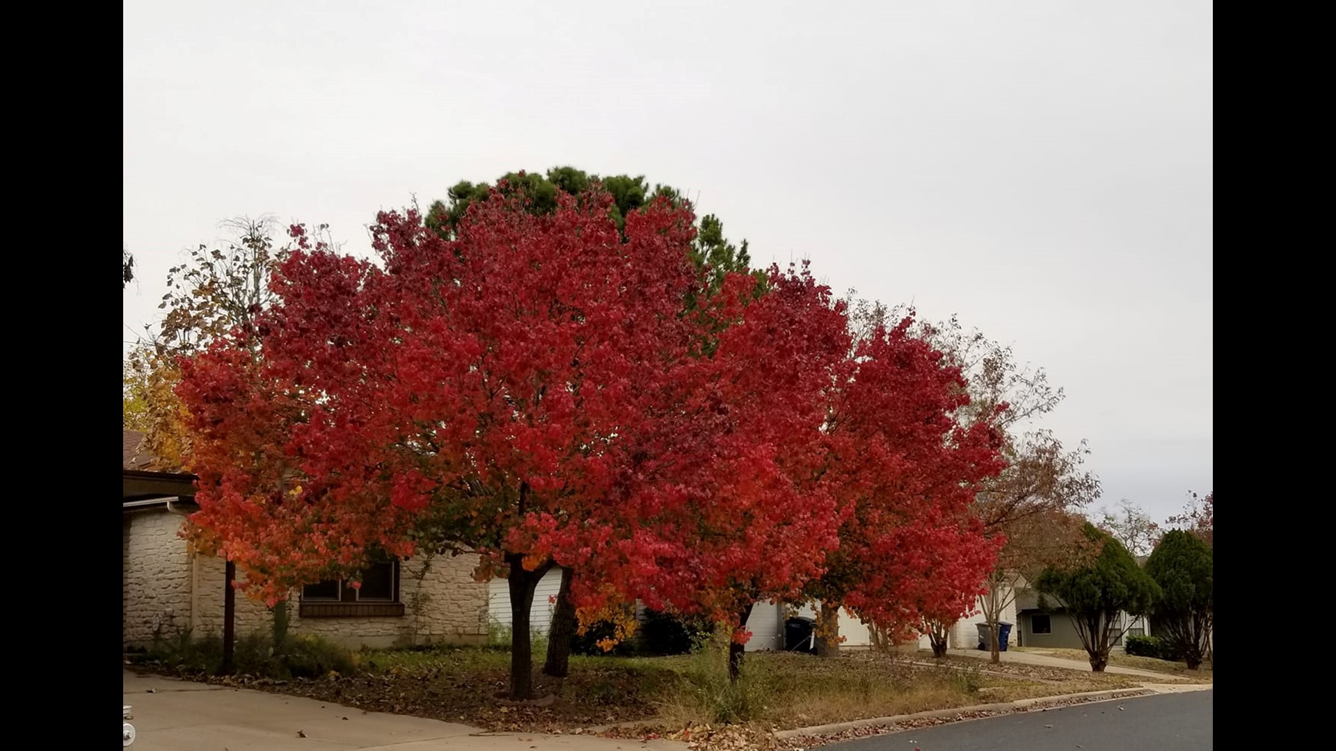 Here's why the fall foliage seems a little brighter this year in Austin ...