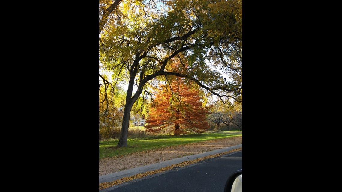 Here's why the fall foliage seems a little brighter this year in Austin ...
