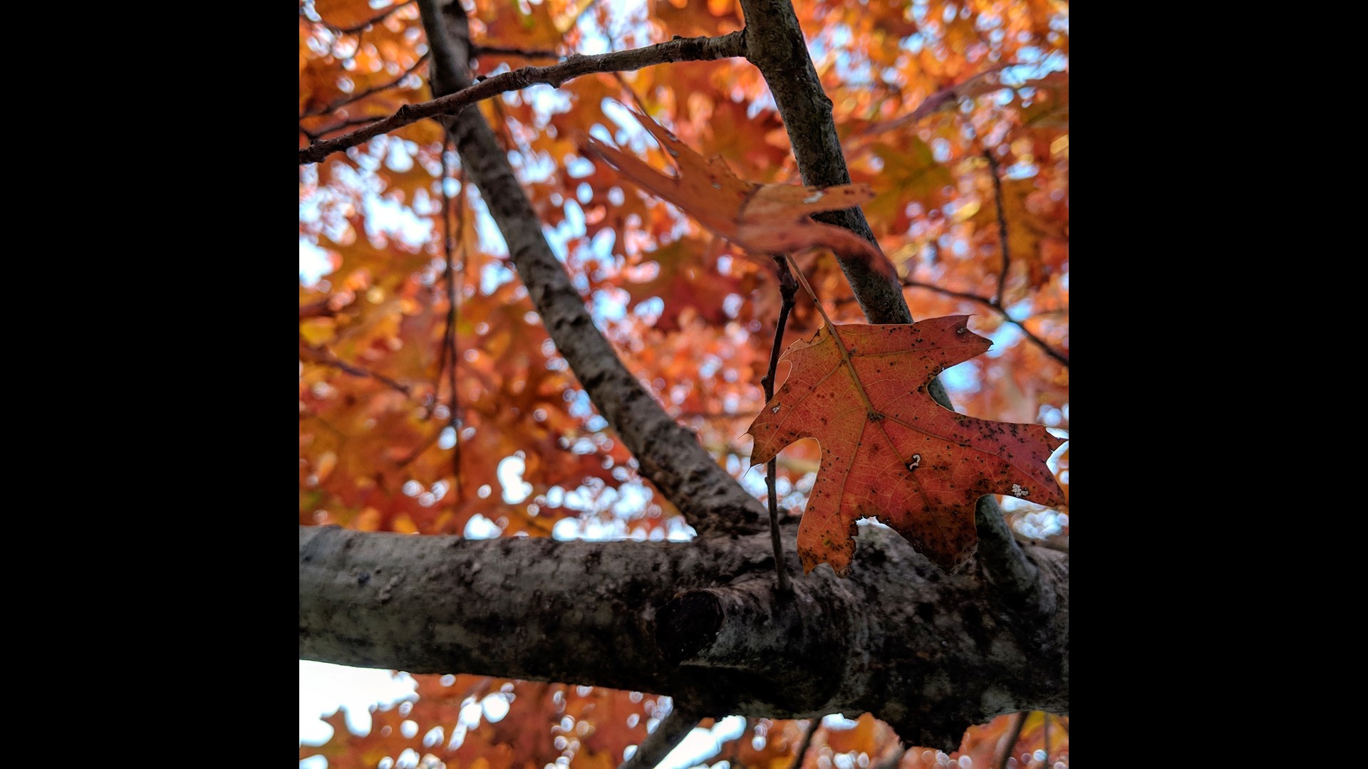 Here's why the fall foliage seems a little brighter this year in Austin ...