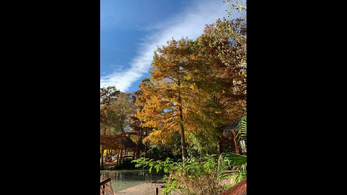 Here's why the fall foliage seems a little brighter this year in Austin ...
