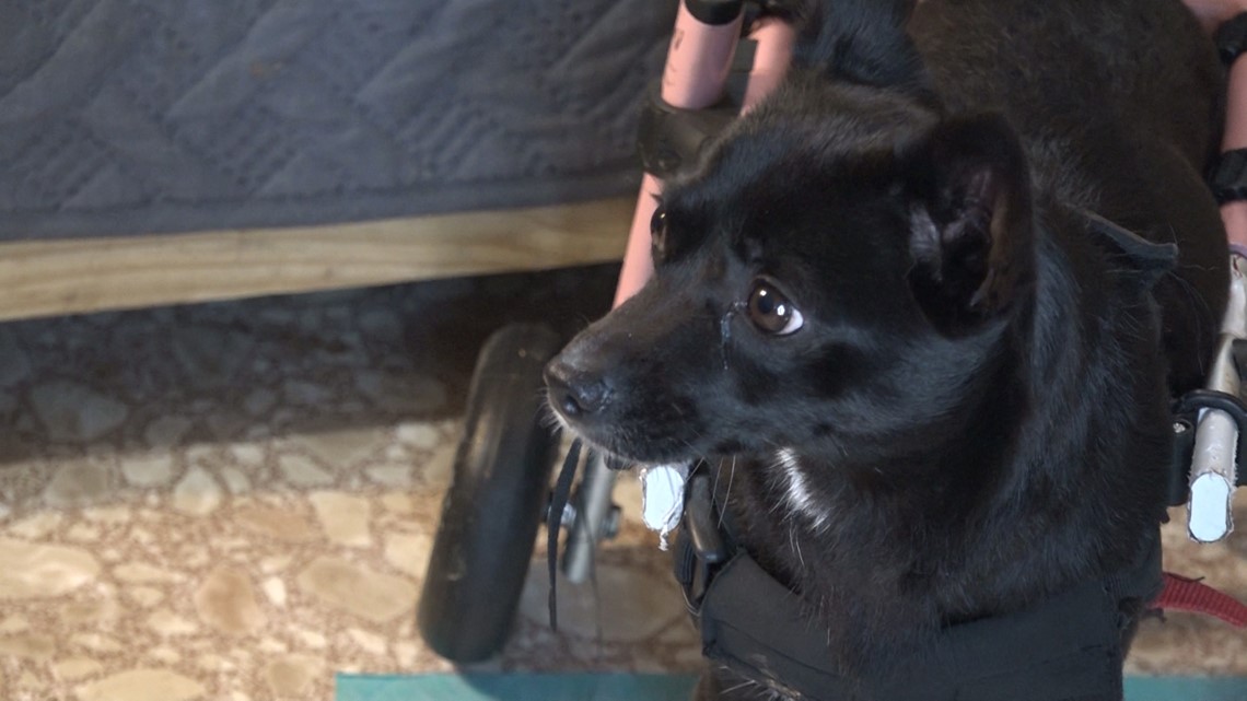 Safe in Austin rescue ranch in desperate need of expansion | kvue.com