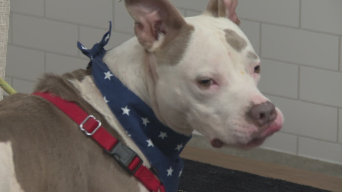Meet Deuce, a 1-year-old pup available to adopt from the Austin Animal ...