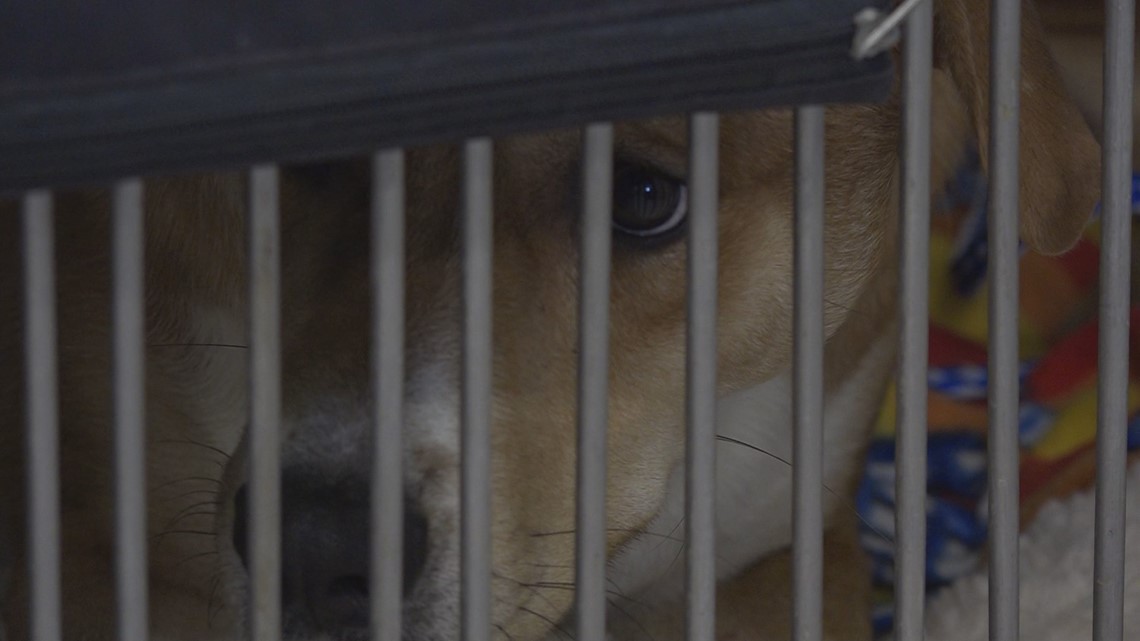 19 dogs were dropped off at once at the WilCo animal shelter. Now, they ...