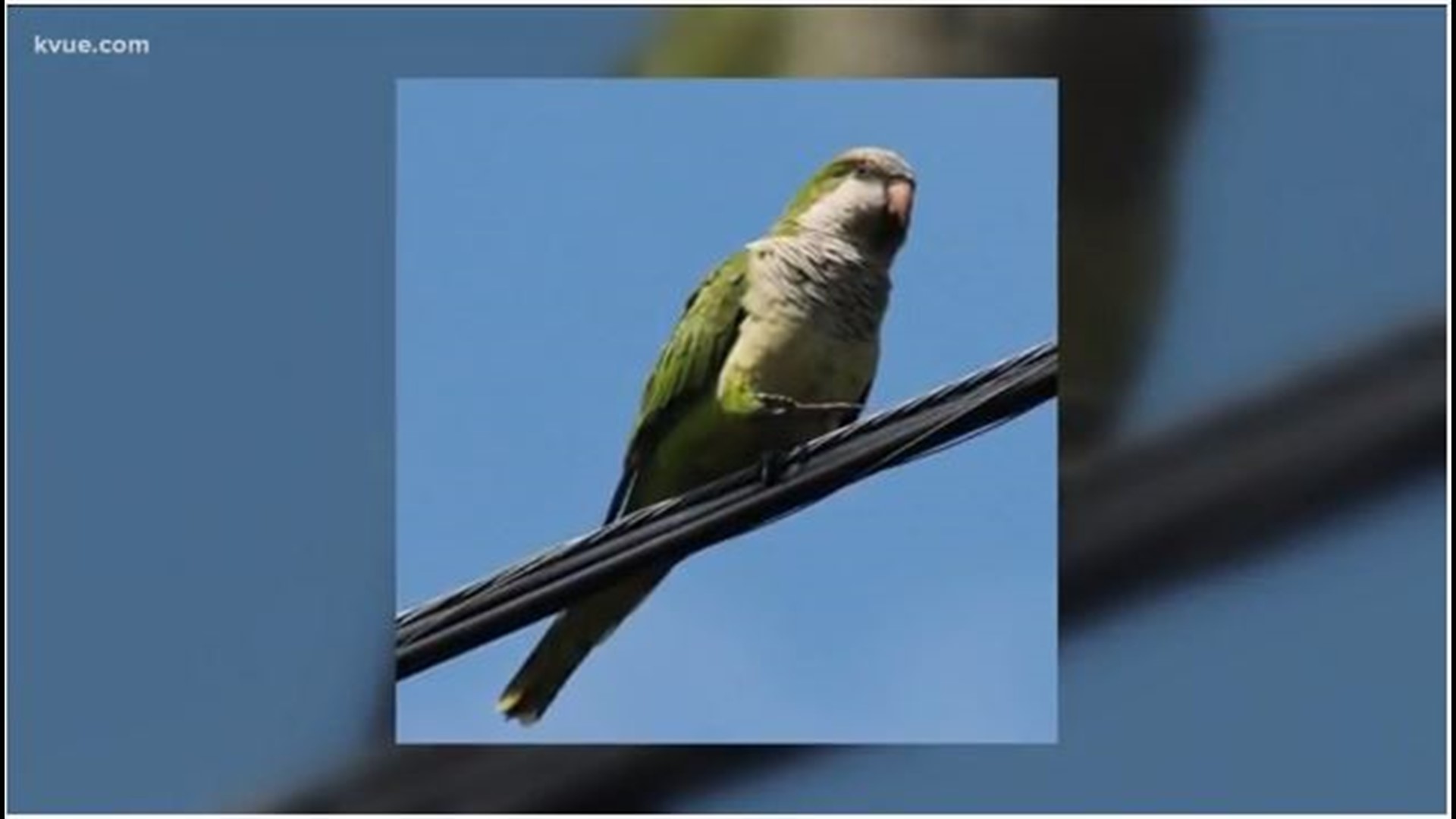 Monk Parakeets in Austin don't mind cool, rainy weather | kvue.com