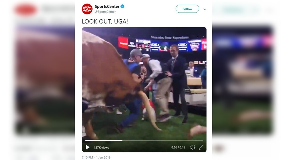 WATCH: Bevo charges Georgia bulldogs mascot, reporters and media ...