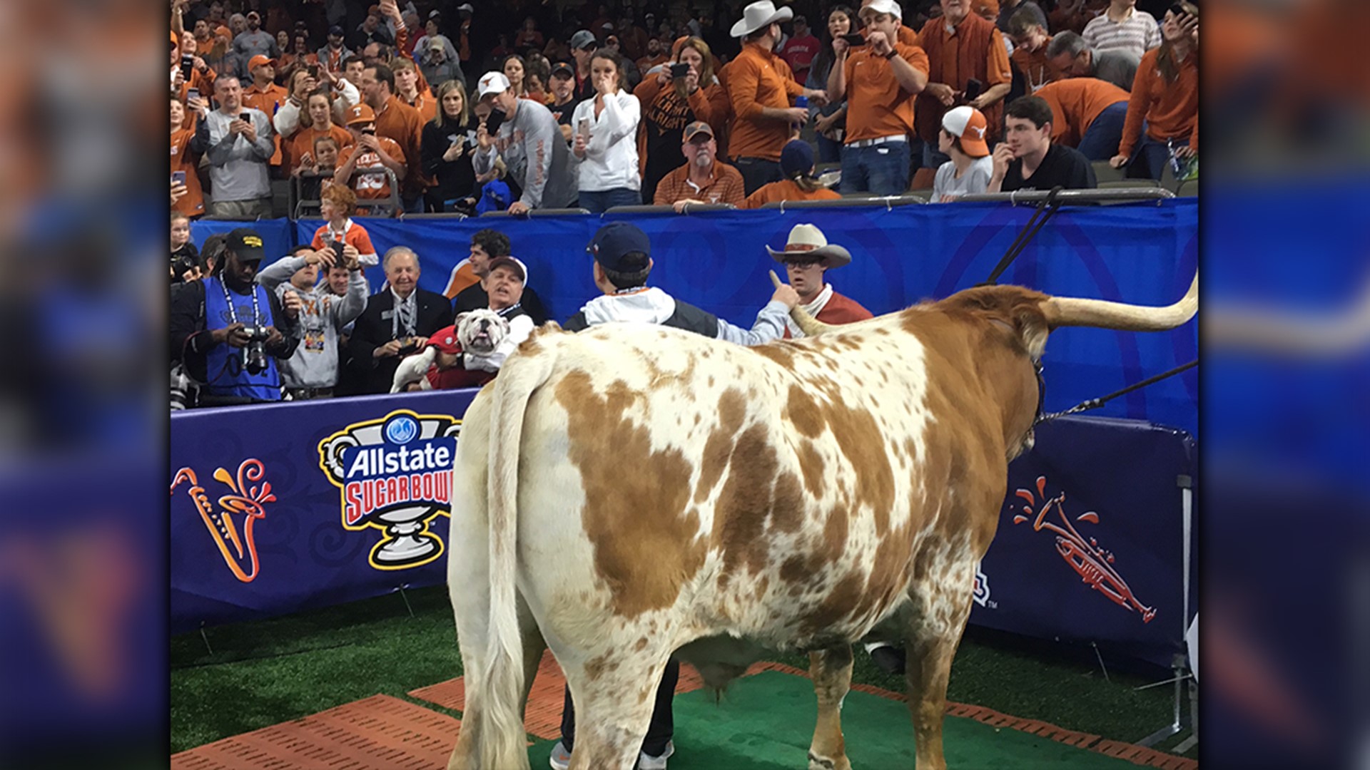 WATCH: Bevo charges Georgia bulldogs mascot, reporters and media ...