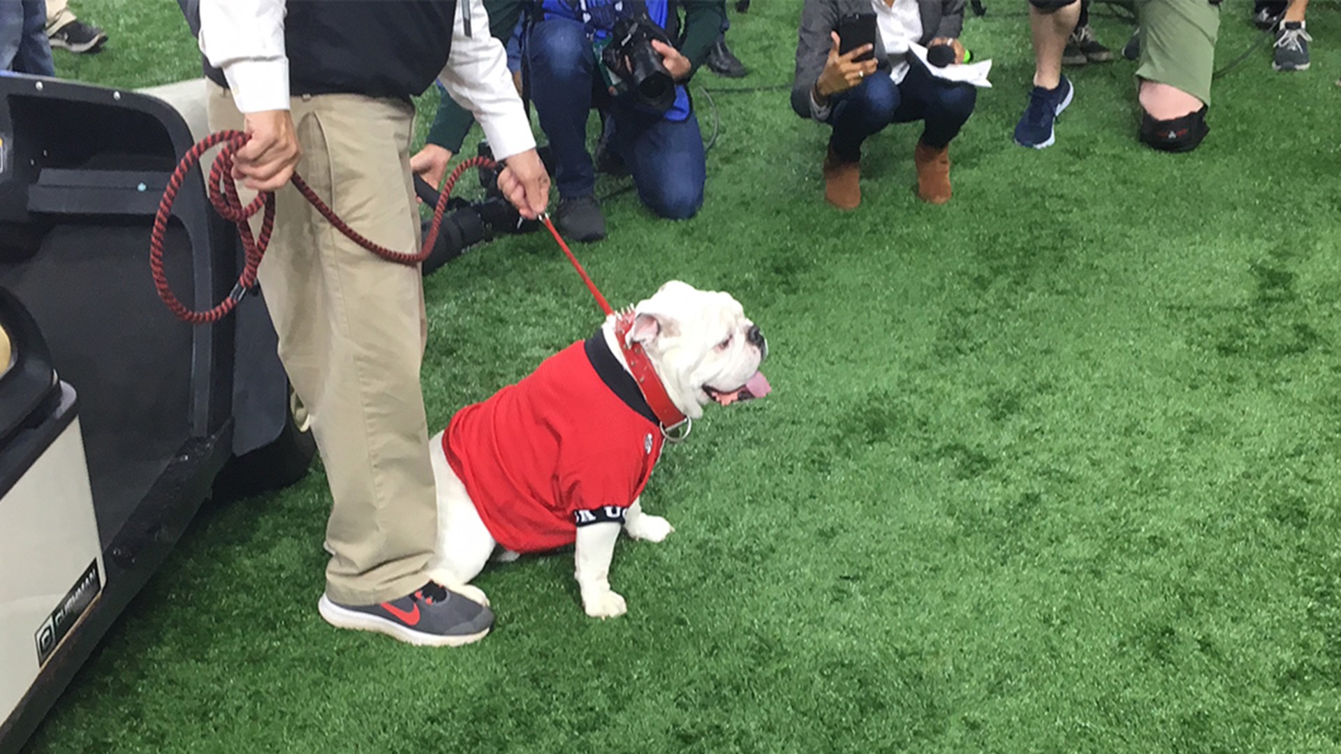 WATCH: Bevo charges Georgia bulldogs mascot, reporters and media ...