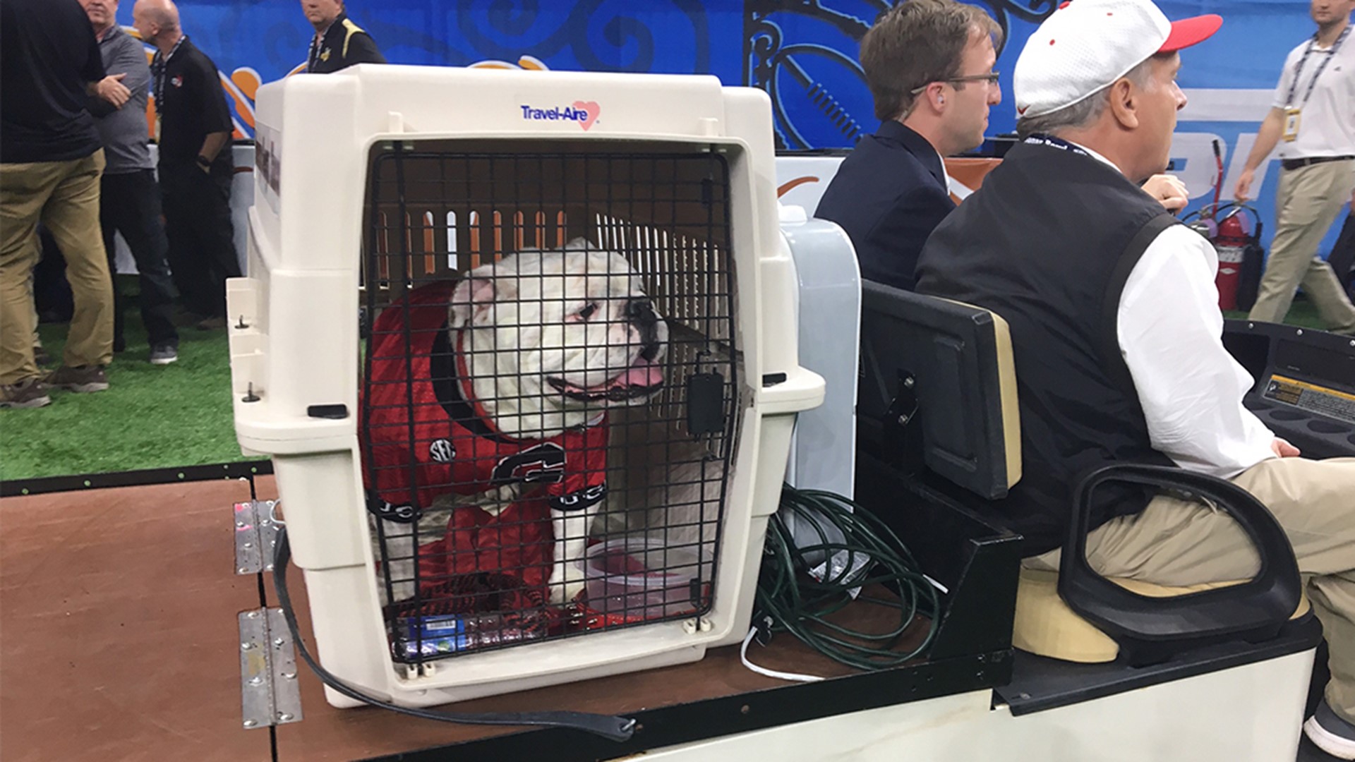 WATCH: Bevo charges Georgia bulldogs mascot, reporters and media ...