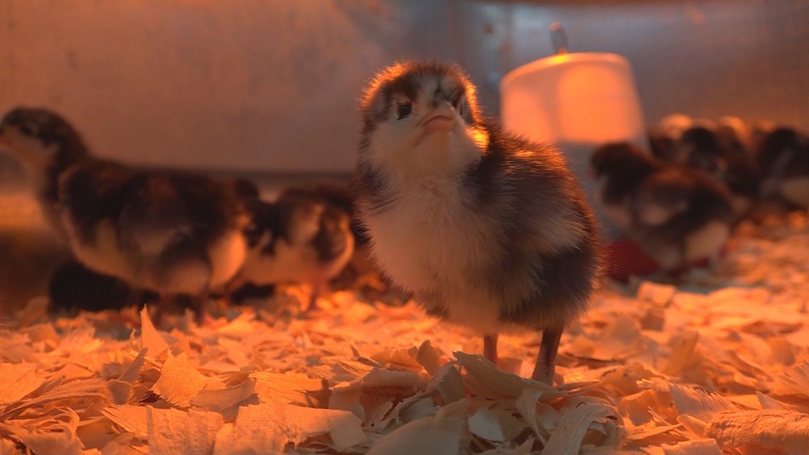 40-year-old Austin feed store sees 'highest levels yet' of chicken and ...