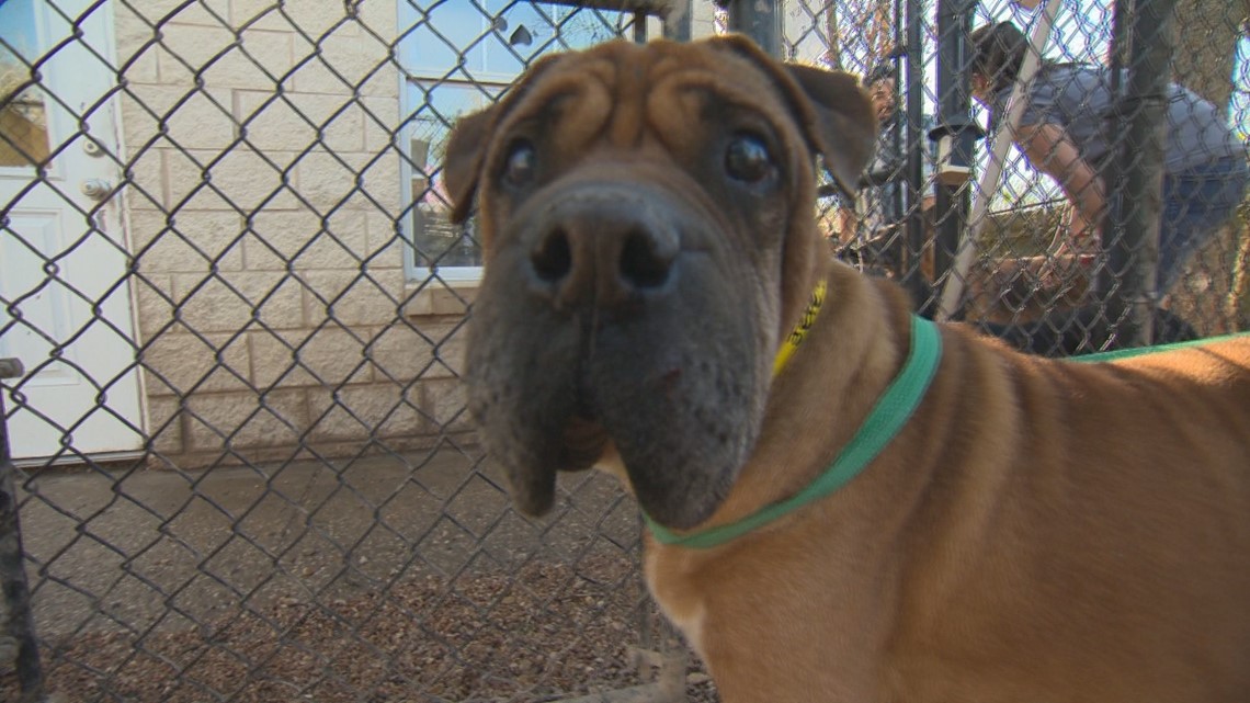 6 dogs have been brought to Central Texas after being rescued from a ...
