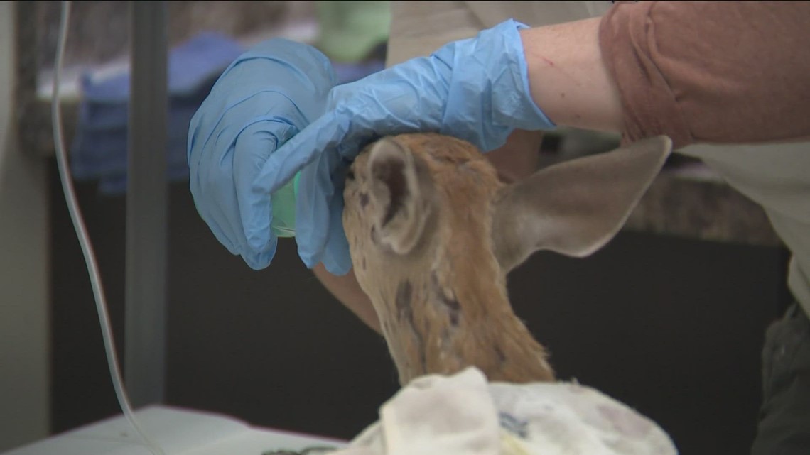 Austin Wildlife Rescue sees influx of animals due to extreme heat ...