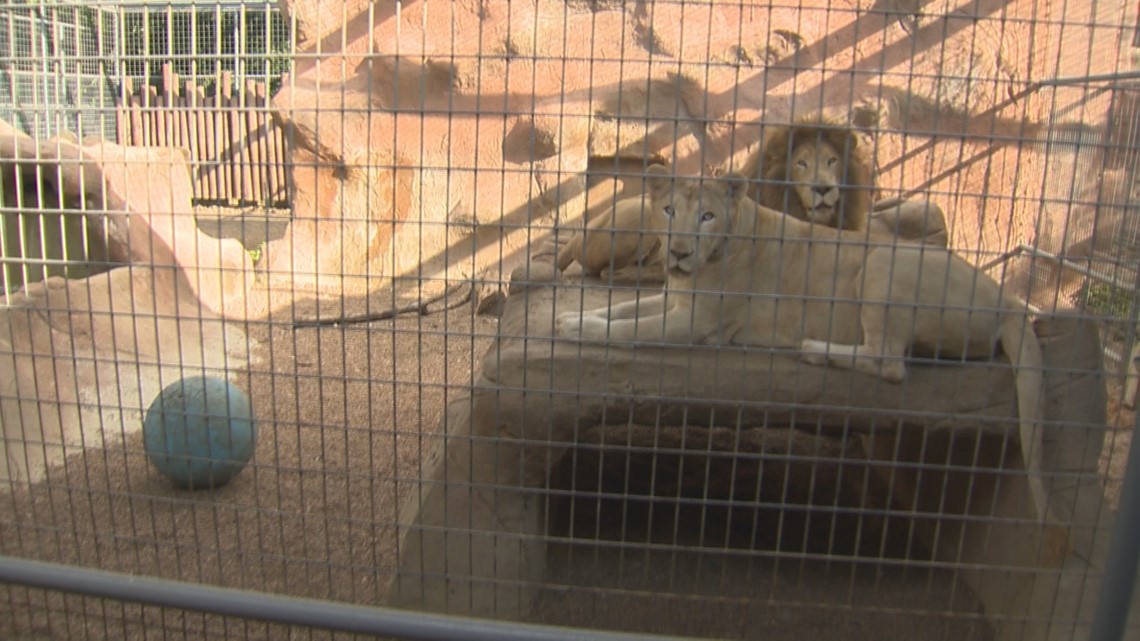 Animal World and Snake Farm Zoo in New Braunfels experience | kvue.com