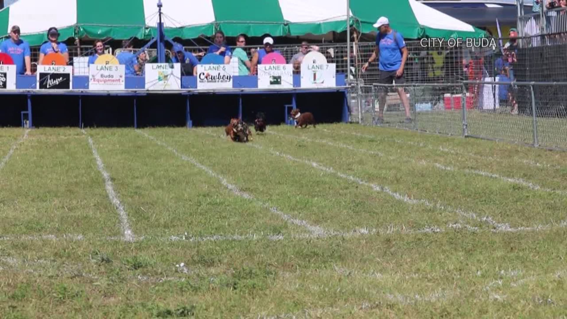 Little legs, wagging tails race into winner's circle at 2018 Weiner Dog ...