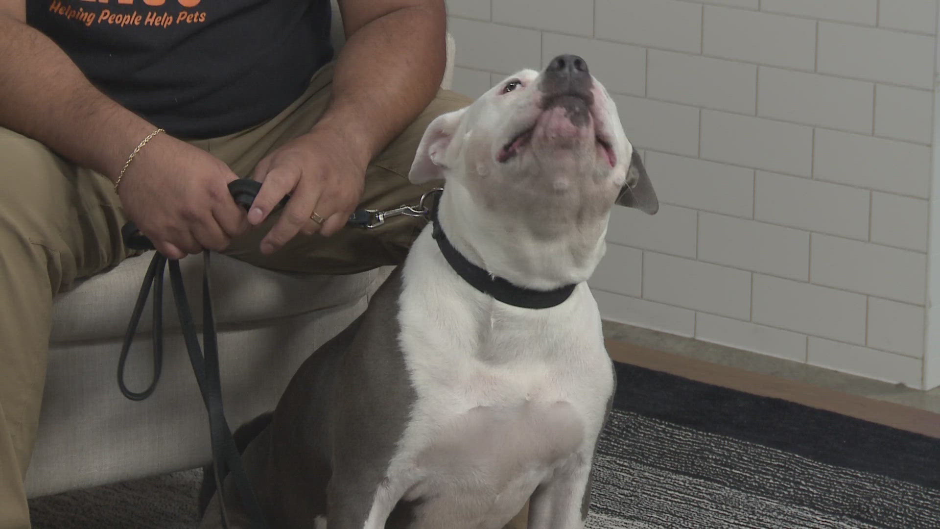 Meet Anya, a dog available to adopt from Austin Pets Alive! | Pet of ...