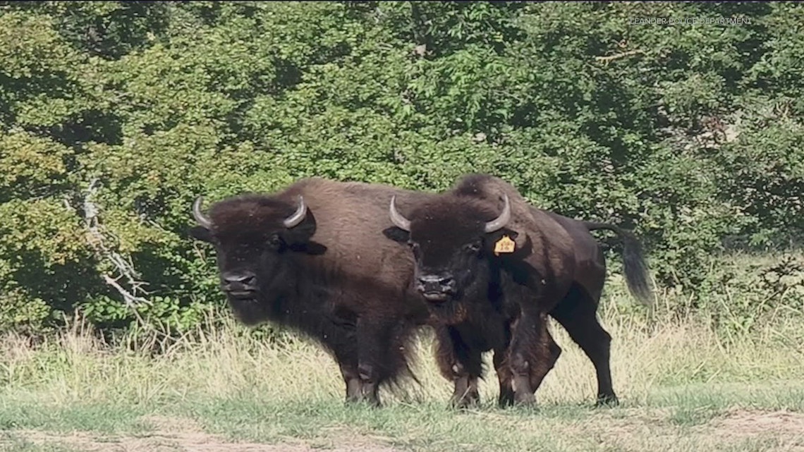 2 buffalo captured after escaping in Leander, Texas | kvue.com