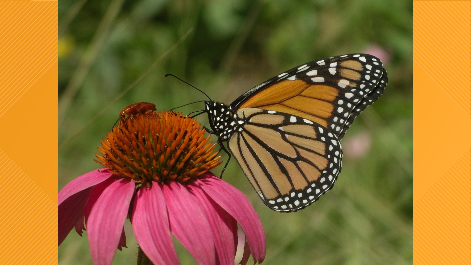 Monarch butterflies make stop in Austin during migration back South ...