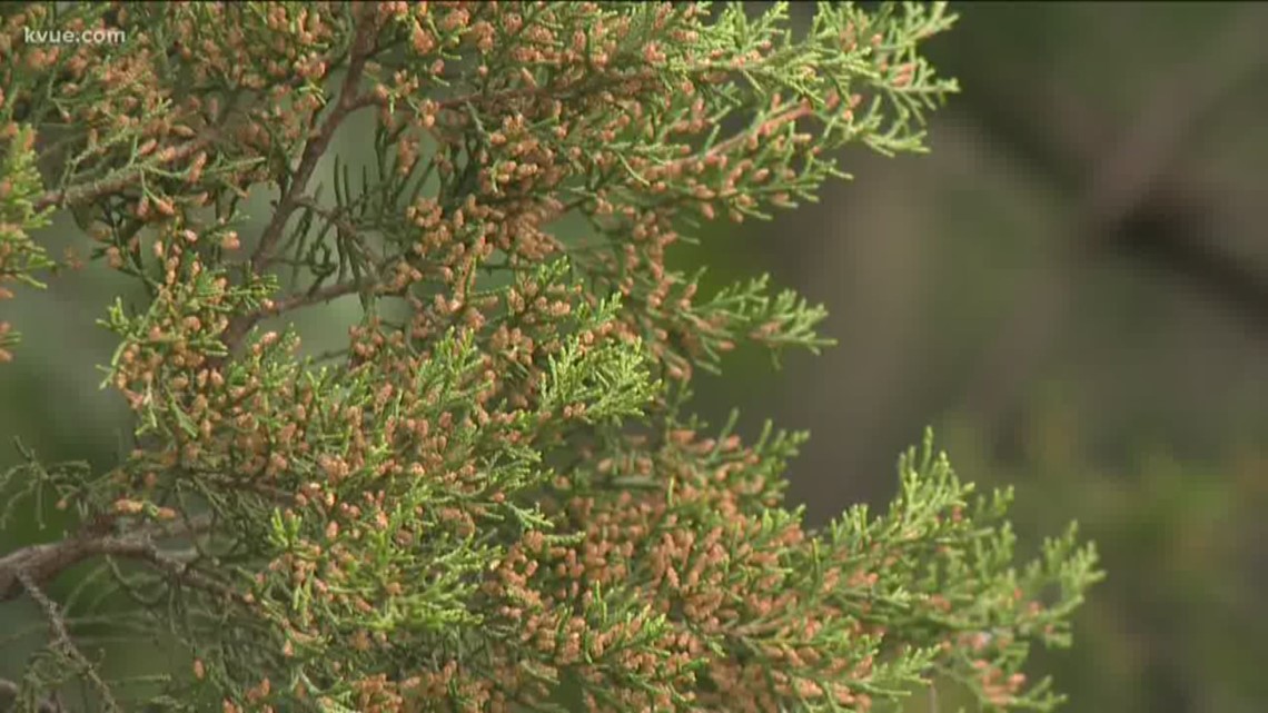A new treatment could combat cedar fever in just 3 shots | kvue.com
