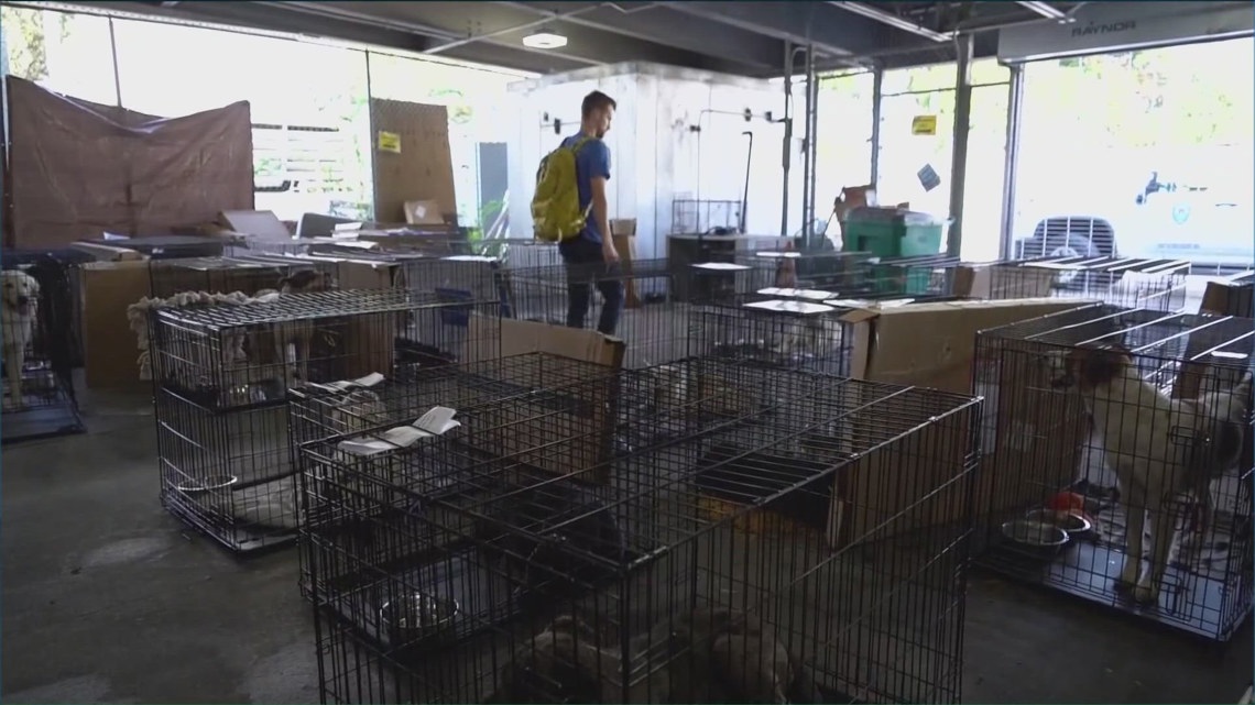 Austin Animal Center stops intake due to capacity issues | kvue.com