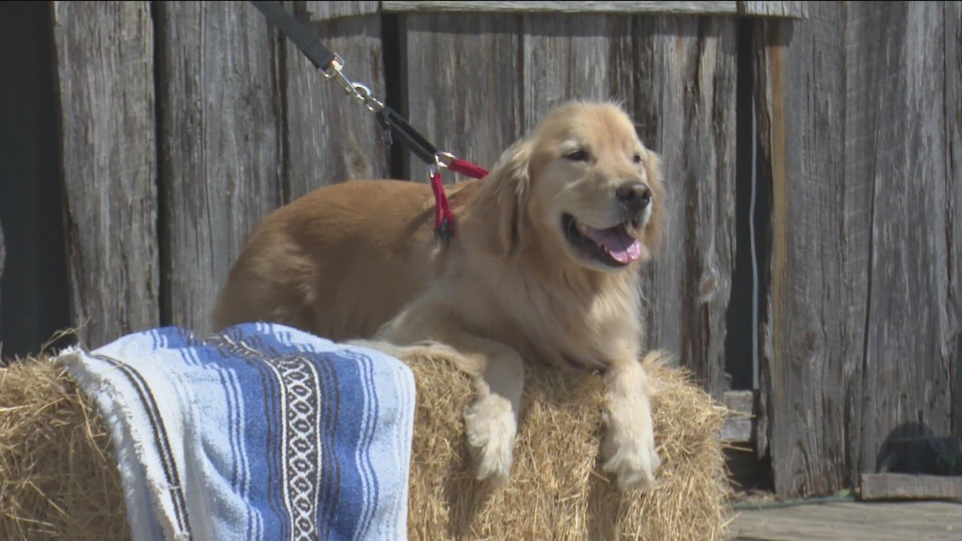Texas hosts largest golden retriever meetup with over 1,700 dogs | kvue.com