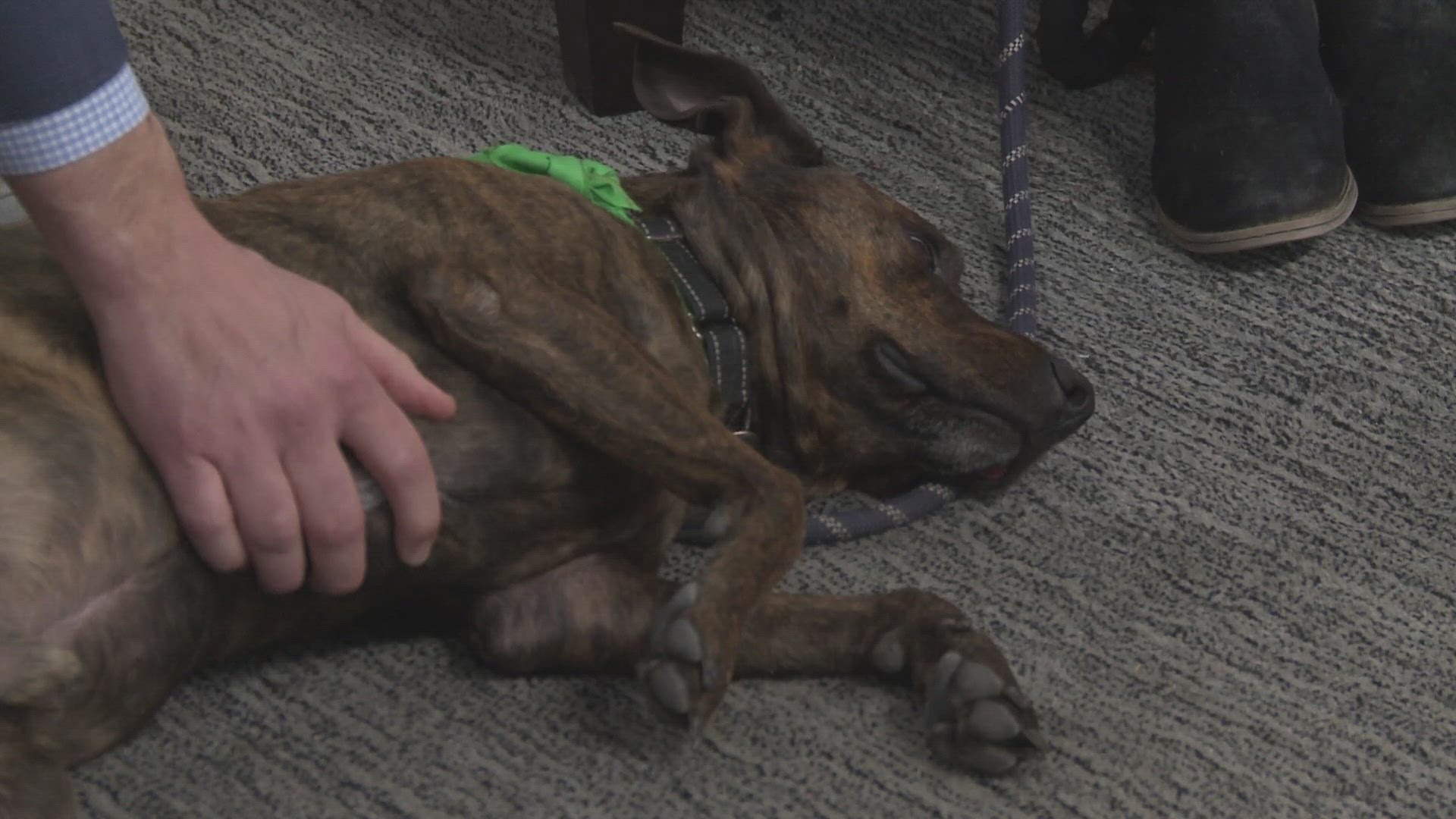 Meet Cid, a dog available to adopt from the PAWS Shelter of Central ...