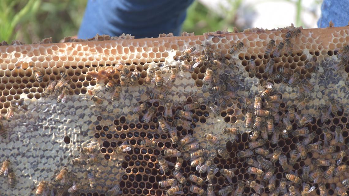 Austin beekeeper looking after 5 million bees and counting | kvue.com