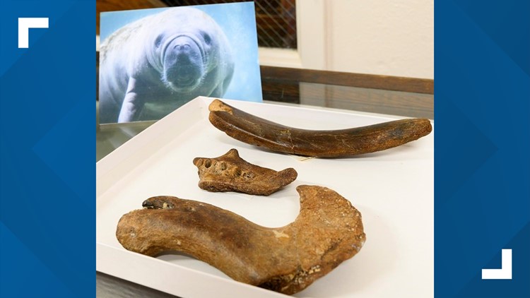 Ice Age manatees may have called Texas home, new fossil records show ...