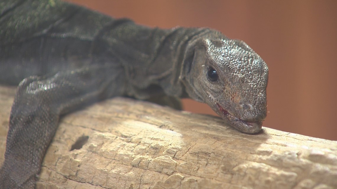 Animal World and Snake Farm Zoo in New Braunfels experience | kvue.com