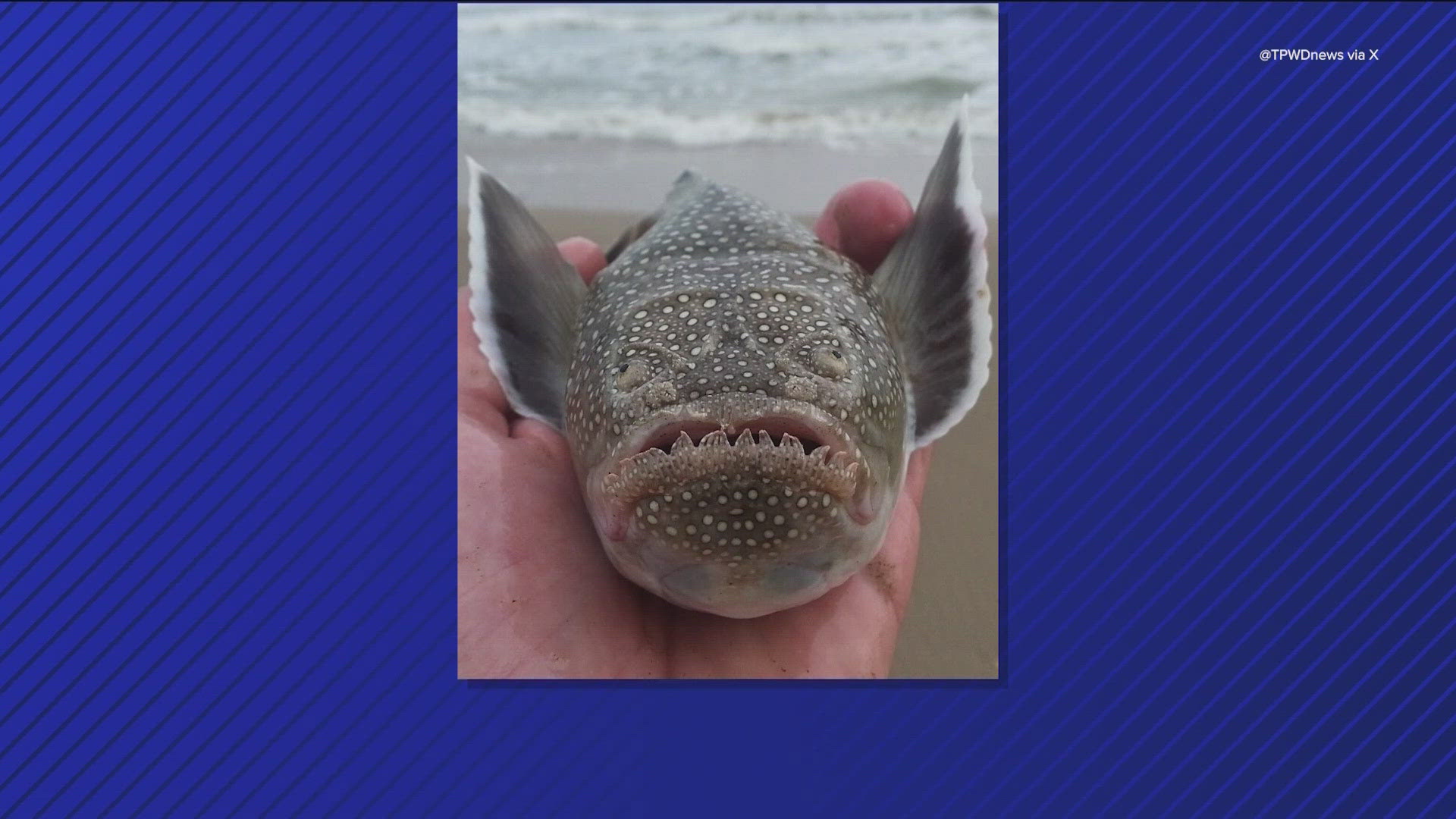 Southern stargazer fish can deliver shock up to 50 volts | kvue.com